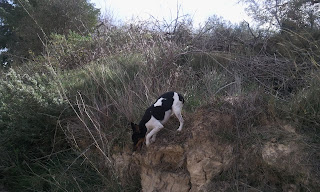 RATER VALENCIÀ. CRÍA Y SELECCIÓN