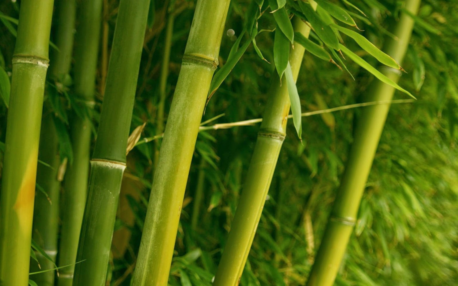 Ảnh cây tre | Cute Girl Asian