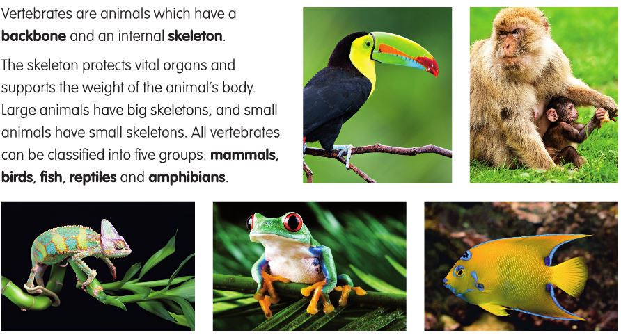 science3ceipvillalpando: Vertebrates