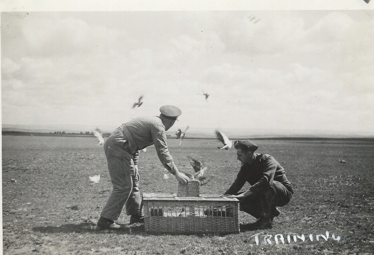 World War 2 History and the WW2 Pigeons: Middle East Pigeon Service ...