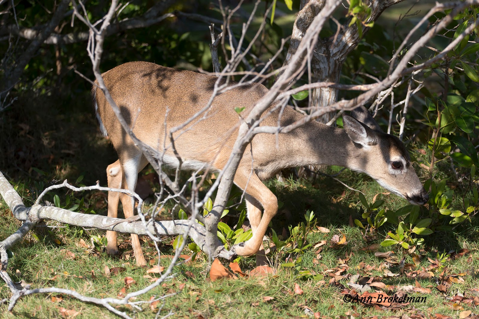 Ann Brokelman Photography: Key Deer - Florida Keys