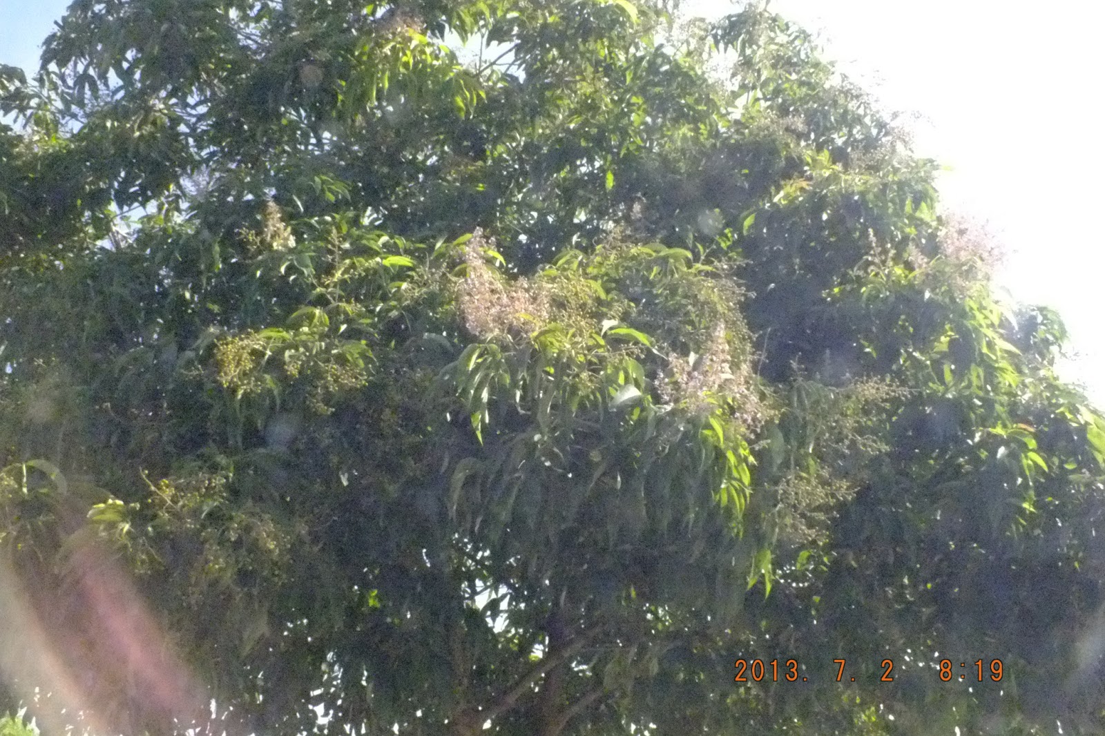 Photography with Dr. Ernie.: Bulaong tree #1 at Clarkfield, Pampanga
