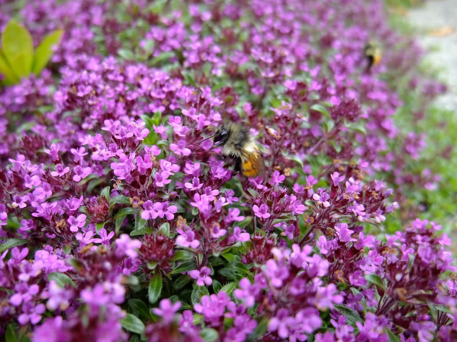 Bee attractive sage ground-cover- Quadra island - Beediverse Mason Bees