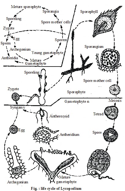 Lycopodium Life Cycle
