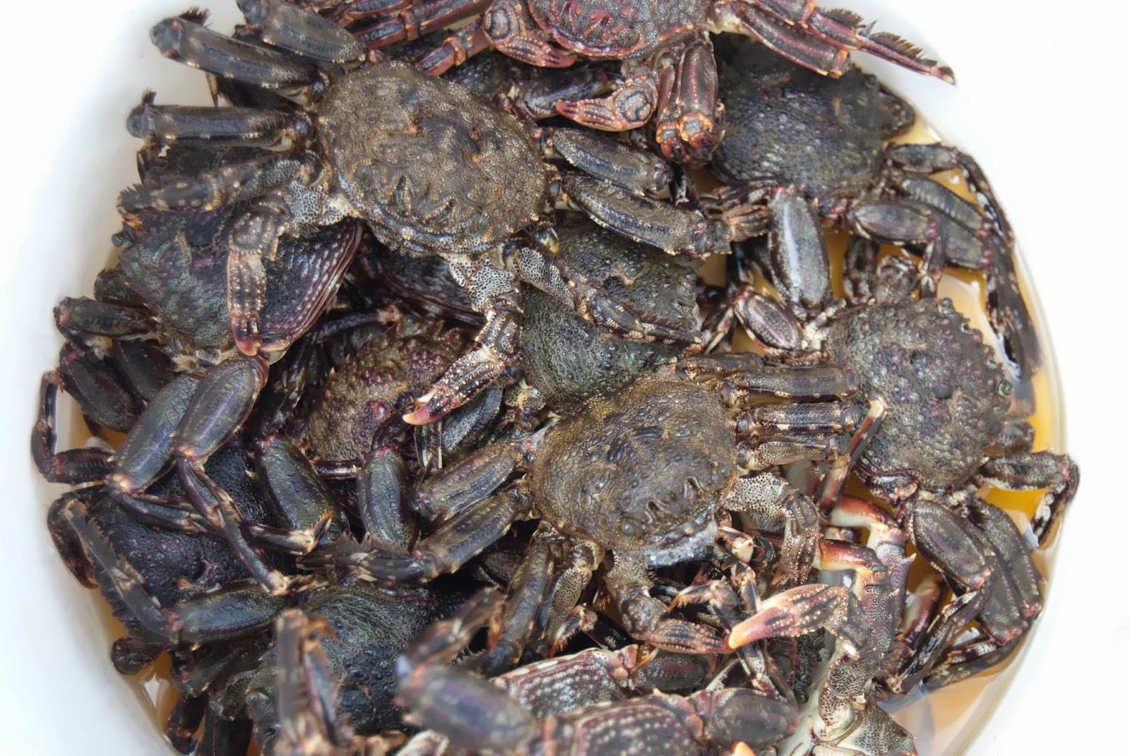 Bichos y otras cosas fotografiados por mí: LAPA NEGRA - Patella crenata