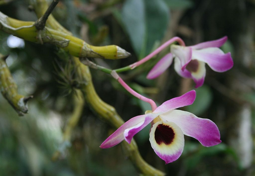 Dendrobium nobile care and culture | Travaldo's blog