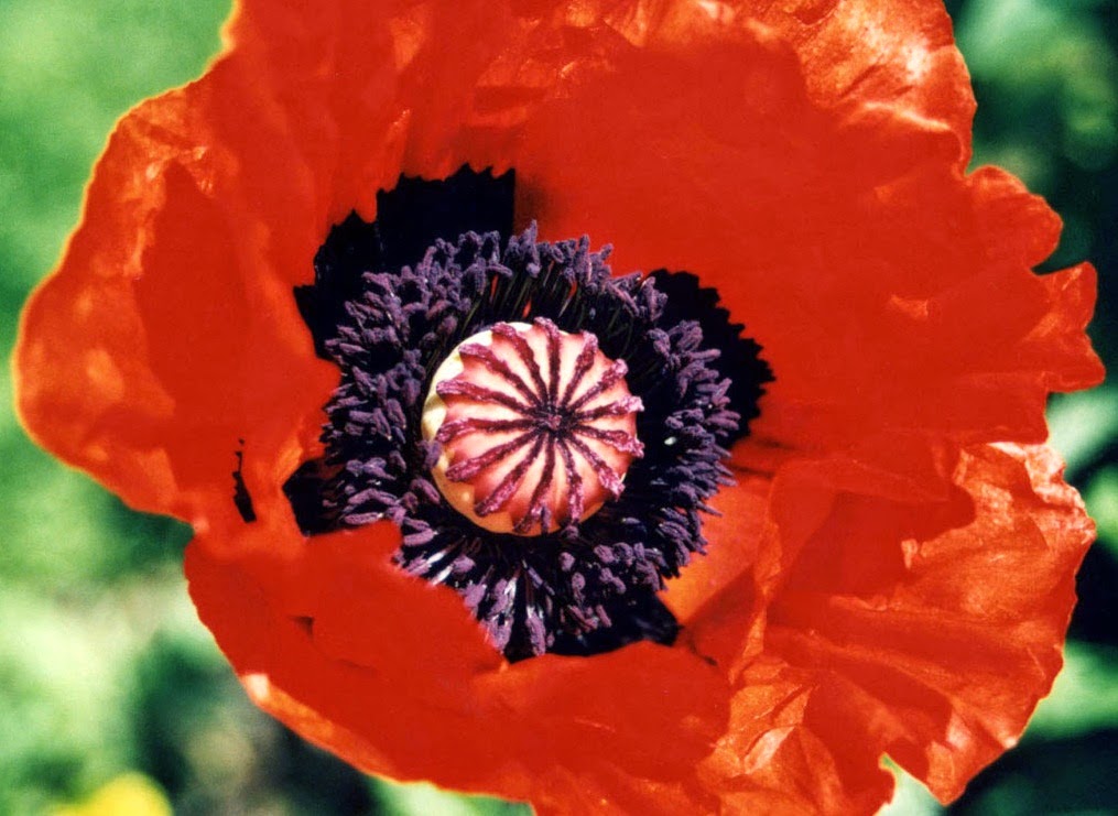 Flower Homes: Opium Poppy Flowers