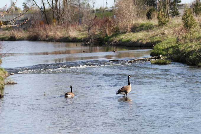 East Gwillimbury CameraGirl: East Holland River/ SOOC