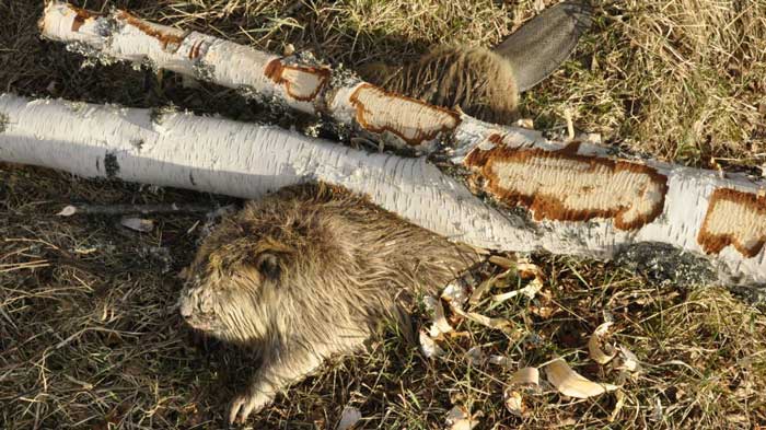 Nothing To Do With Arbroath: Unfortunate beaver crushed by tree it was ...
