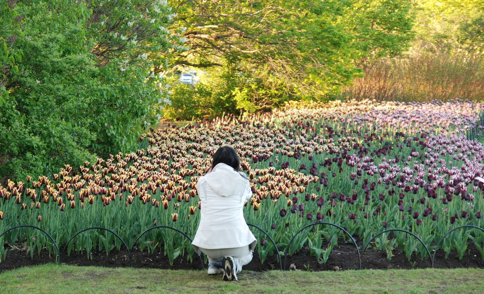 40 colorful photos of the Canadian Tulip Festival | BOOMSbeat
