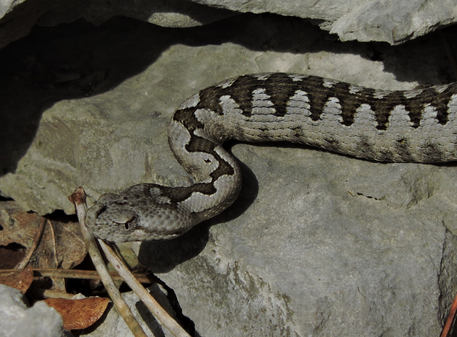 Carniolicum - Wildlife & Biodiversity in Slovenia: Vipera ammodytes ...