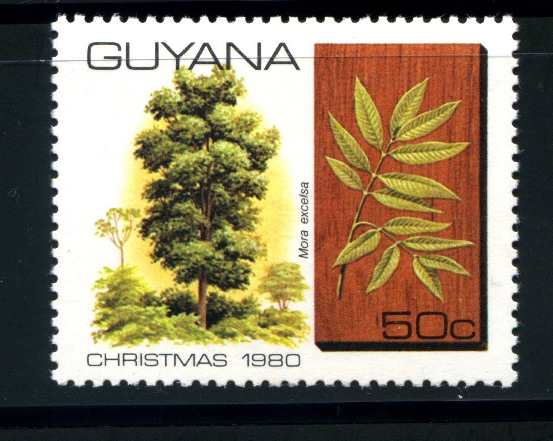 BIODIVERSIDAD FORESTAL: Biodiversidad Forestal(GUAYANA)