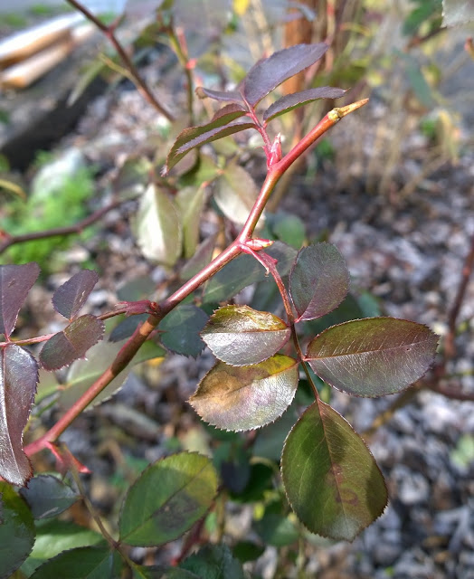 Garden Grants Pass: Crown your Roses to beat Black Spot