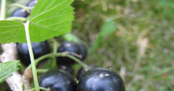 Ecotuinweetjes: Cassis maken met je eigen Zwarte Bessen