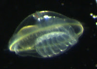 Invertebrate Embryology: Larva of Polygordius sp.