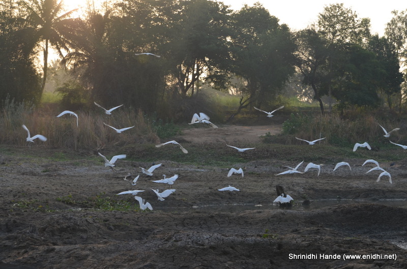 Birds at Kokkare Bellur, Karnataka - eNidhi India Travel Blog