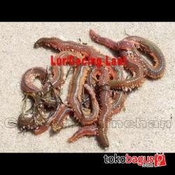 Penjualan Umpan Mancing: CACING LAUT/CACING NAGA