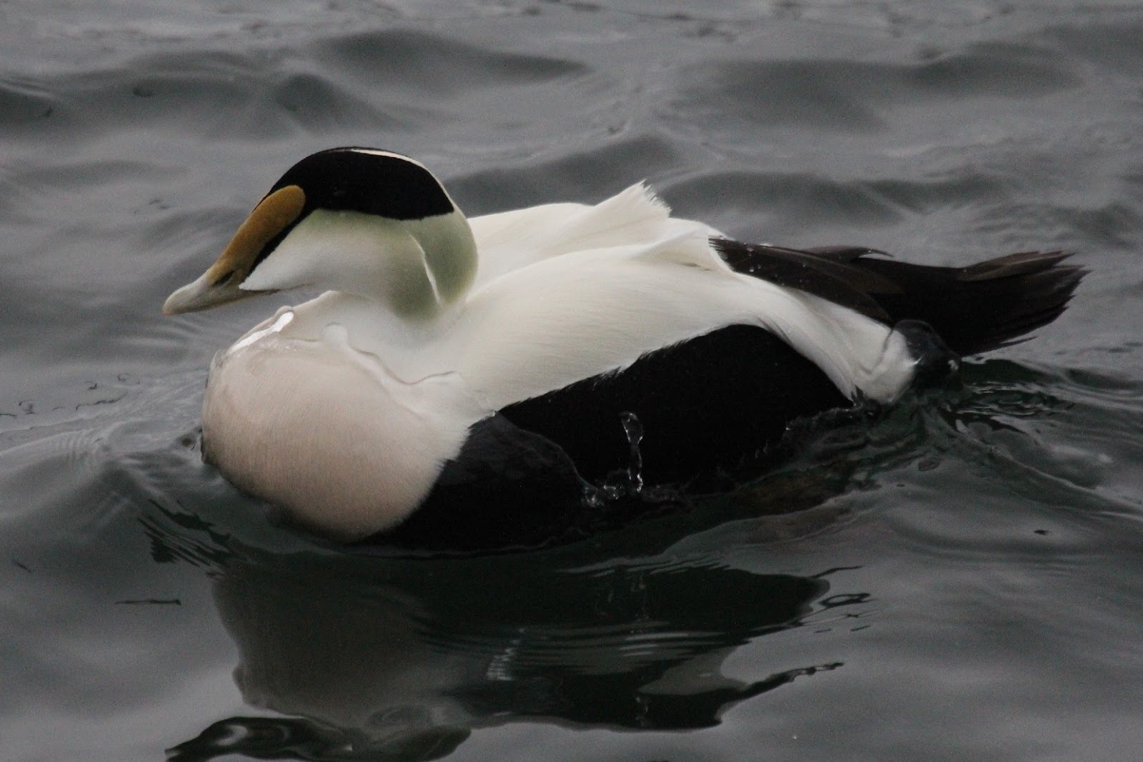 New England Coastal Birds: "Three Days of Winter Seabirding on Cape Cod ...