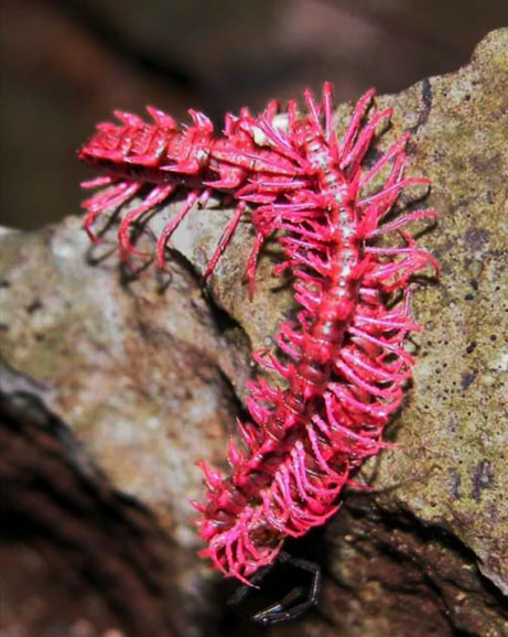 Real Monstrosities: Shocking Pink Dragon Millipede