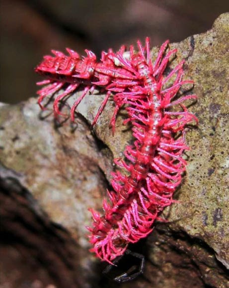 Real Monstrosities: Shocking Pink Dragon Millipede