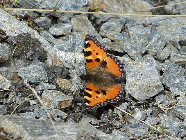 Butterfly Pictures: Sierra Nevada Butterflies - July 2016 (2)