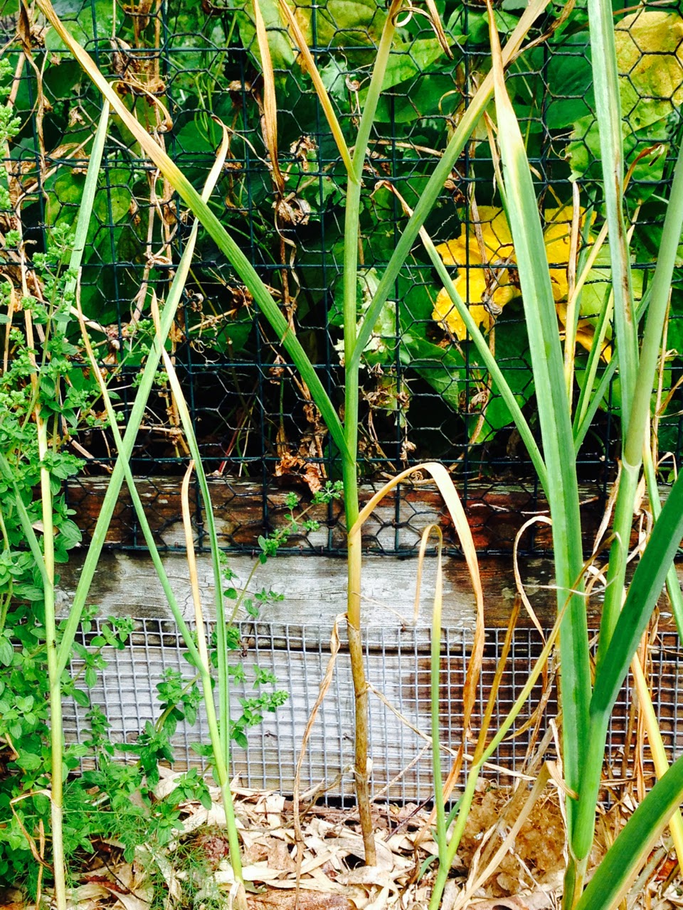Sustainable Possibilities: Harvesting garlic