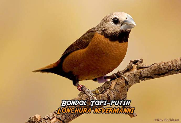 Super Cantik! 25 Jenis Finch Asli Indonesia - Gaco Gacor