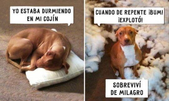Mi perro es parte de mi vida: LOS MEJORES MEMES DE PERRITOS