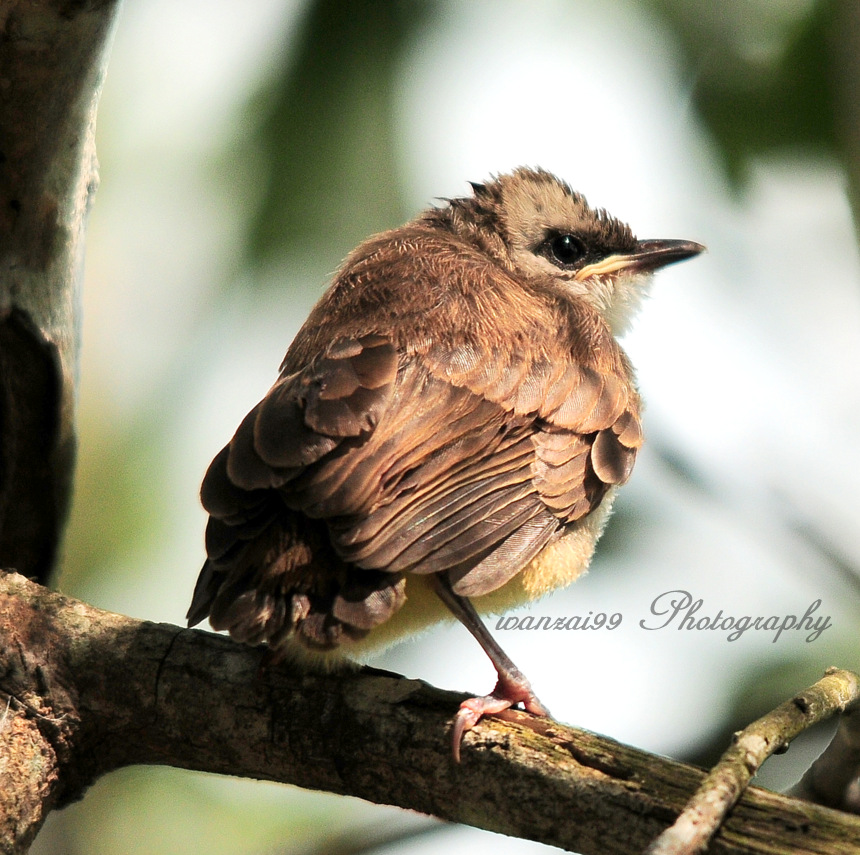 wanzai99 PHOTOGRAPHY: Burung Merbah Kapur