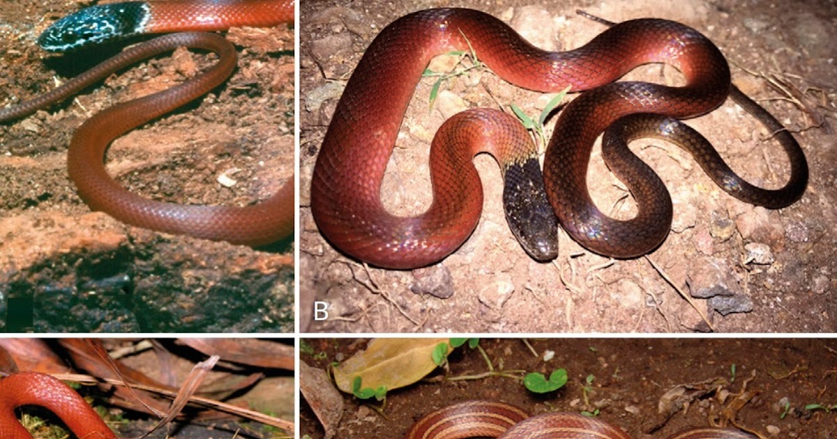 Species New to Science: [Herpetology • 2020] Taxonomic Revision and ...