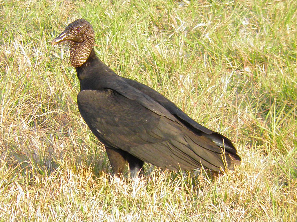Fotos correntinas: El zamuro
