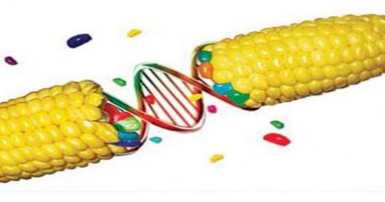 VISIÓN AGROECOLÓGICA: CONOCIENDO A LOS TRANSGÉNICOS