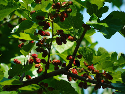 LA MULTI ANI, ROMANIA!: Dude rosii