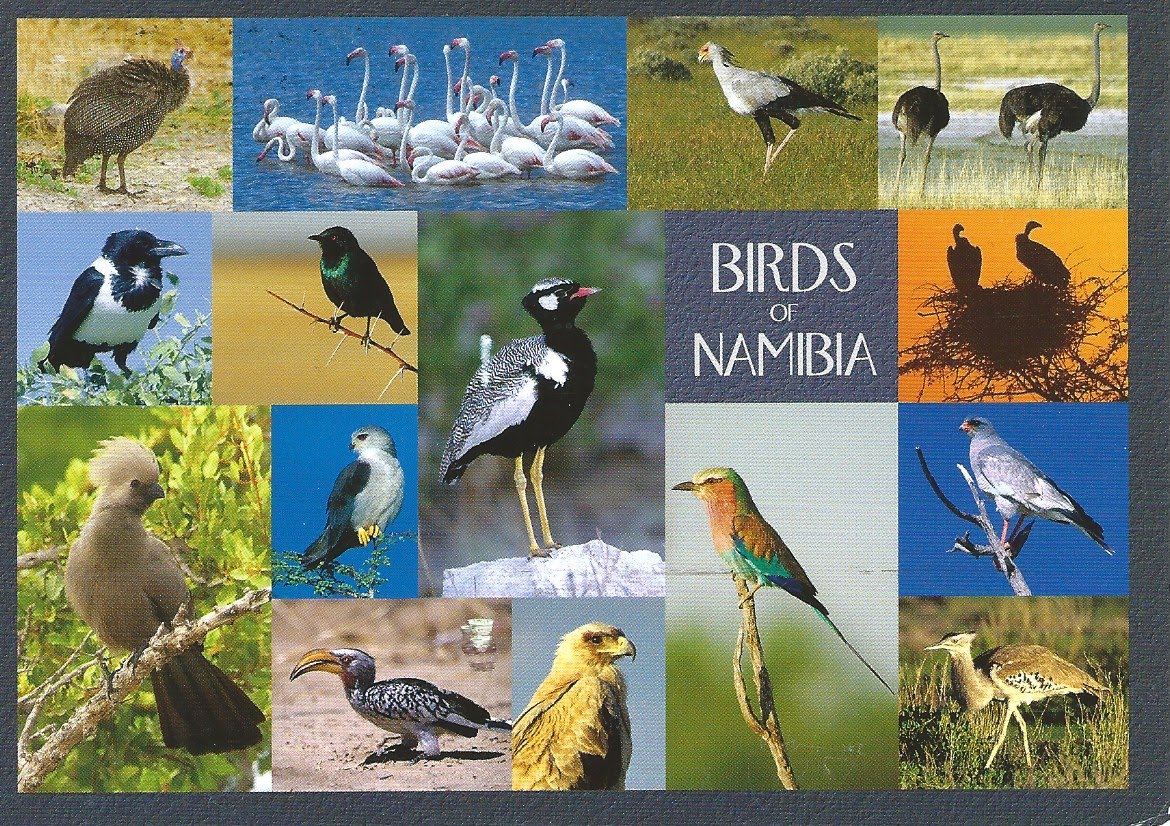 MY POSTCARD-PAGE: NAMIBIA ~ Birds