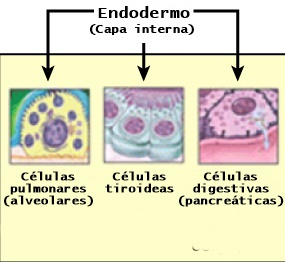 HISTO - EMBRIOLOGÍA : GASTRULACIÓN