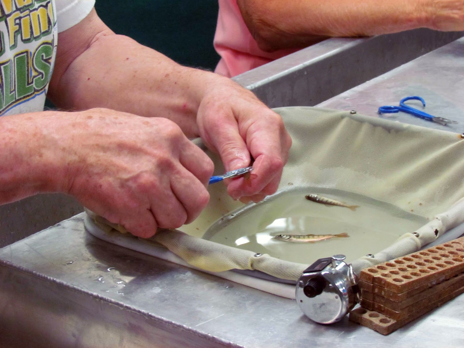 HYDE CREEK WATERSHED SOCIETY historical: Fin Clipping - July 10th, 2014