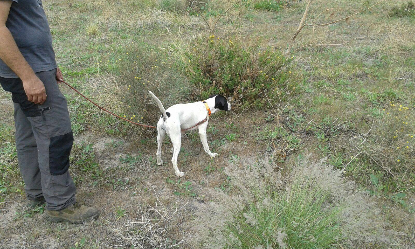 pointer americano gomera: LAS FASES QUE TRABAJAMOS.