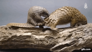 Baby Pangolin Rides on His Mum’s Tail