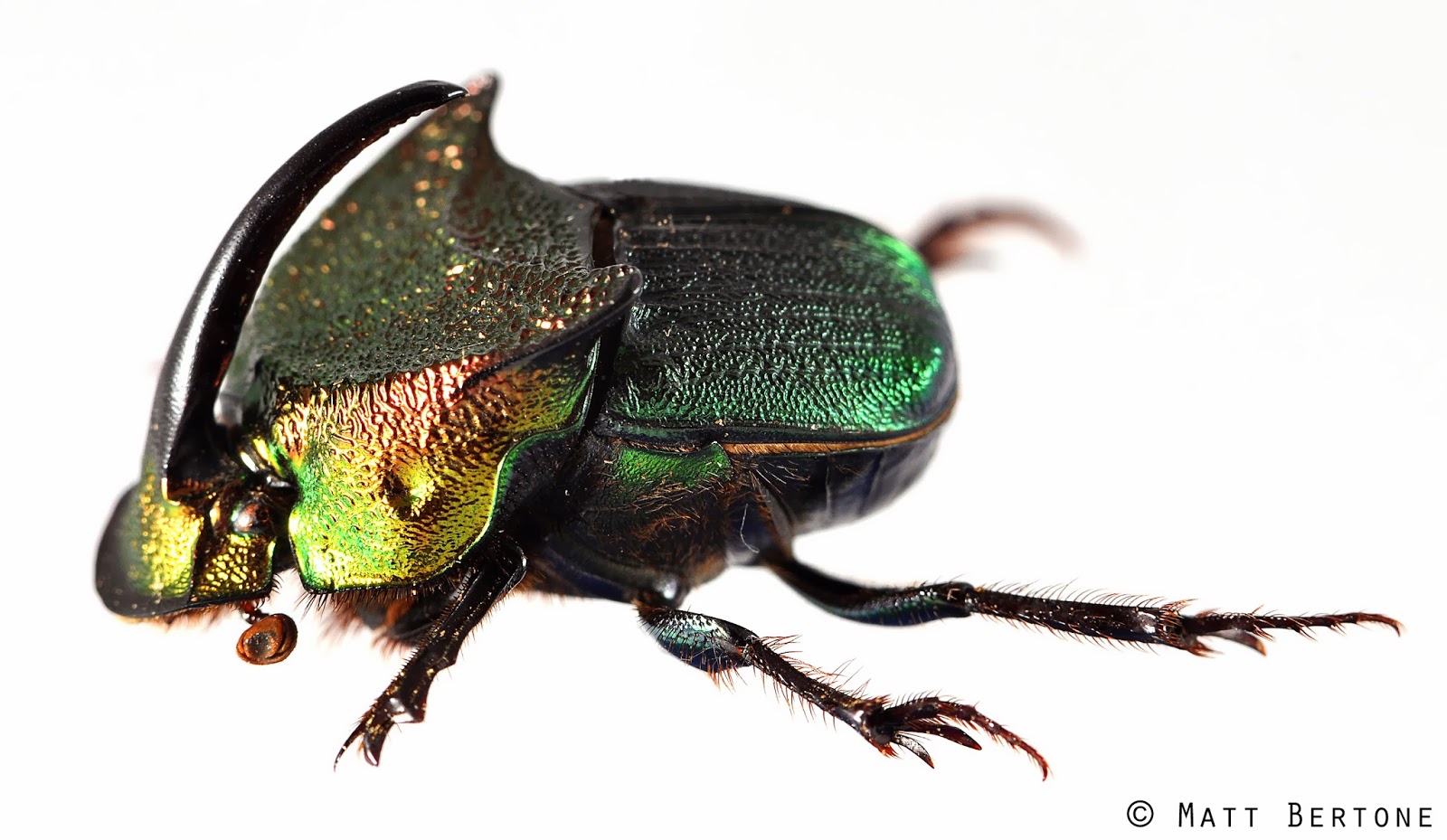 NCSU PDIC: Some Insects/Arthropods You Should Be Thankful For