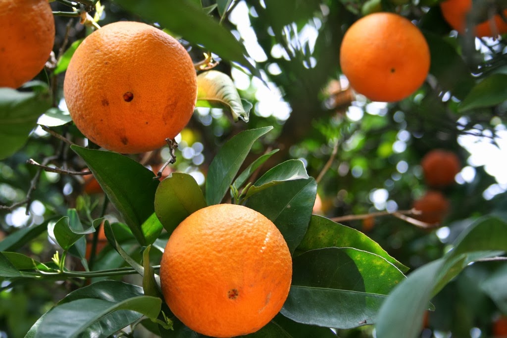 Orange Fruit and Its Origins | Information about crops