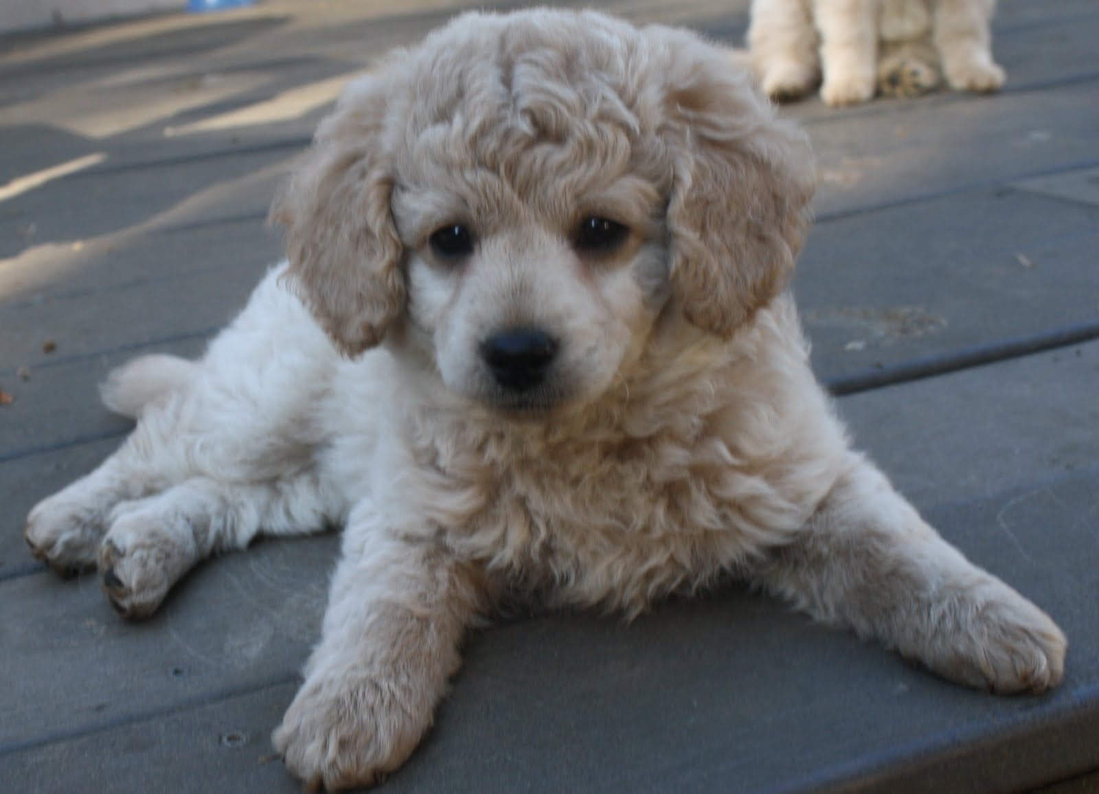Daisey's Doodles LLC: Flb Miniature Goldendoodles at 8 Weeks Old!