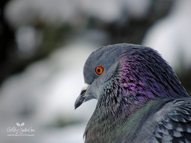 19 Pretty Pigeon Photos for 2019 + Video - ArtByJudieAnn
