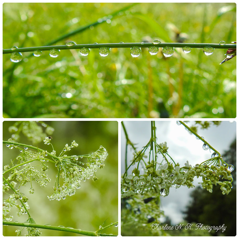 Fading Summer |Blissful Solitary Wanderings