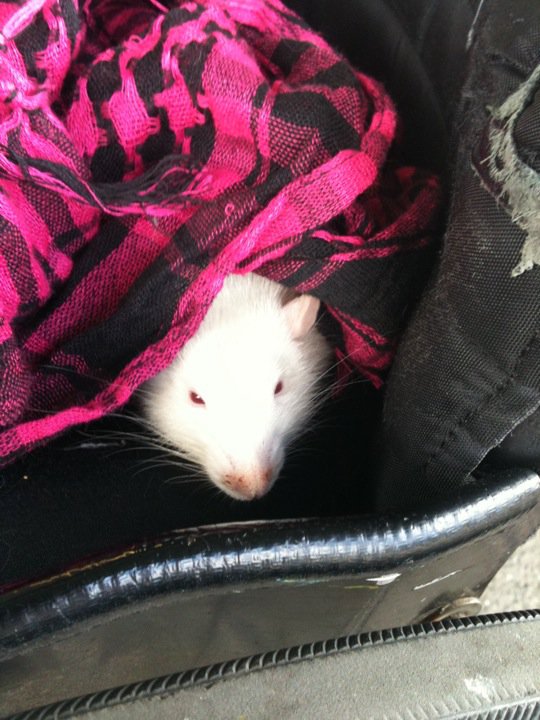 Lycanthropica - Creations and Dementations: My poor rat baby