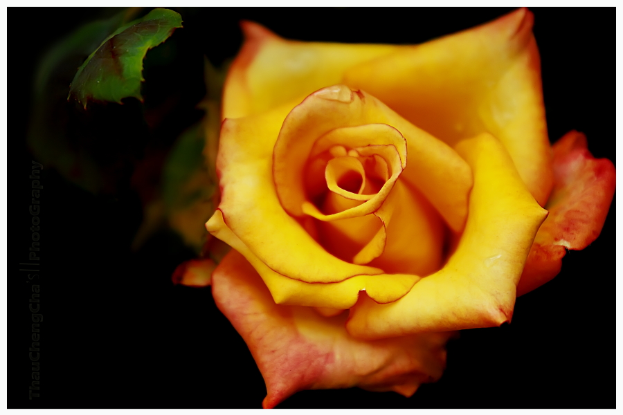 ThauChengCha'S||PhotoGraphy: My Home Town, Kampur