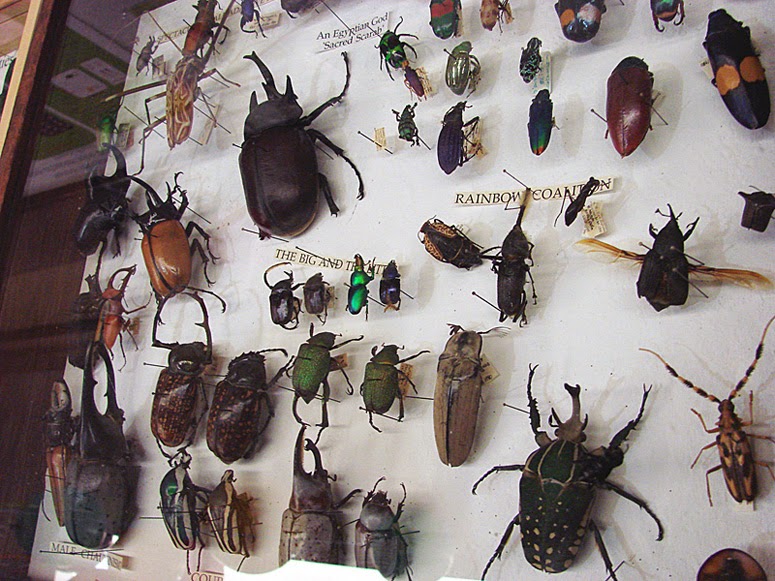 TINJAUAN ENTOMOLOGI KEDOKTERAN - ANALIS SMK BANTUL