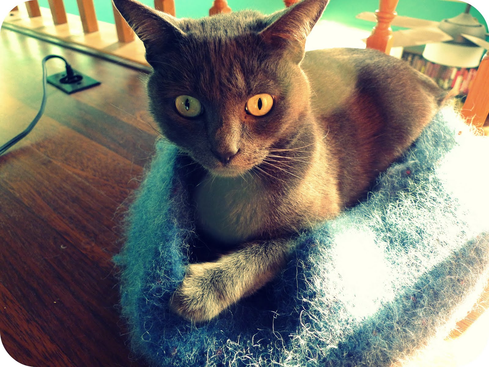 Ranger Sarah: Finished: Kitty Pi Bed