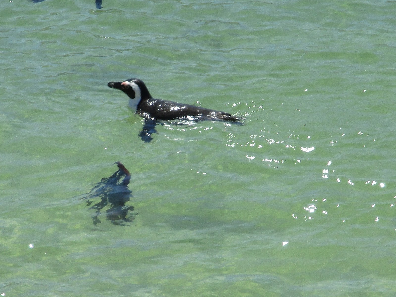 Penguin Paradise ♥ & wenn Affen äffen