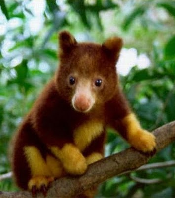 Curiositats: Animals