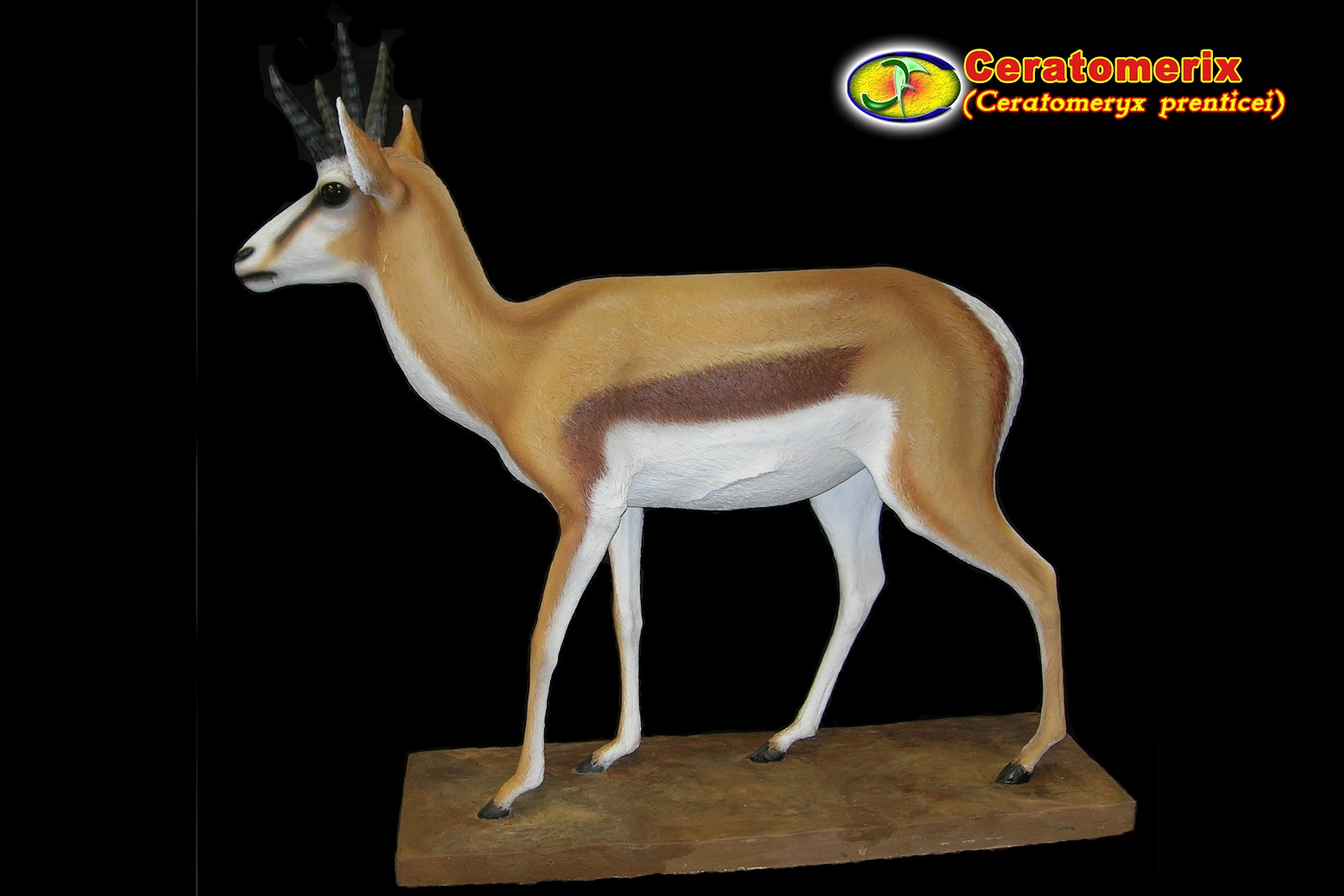 Mamíferos: setembro 2012